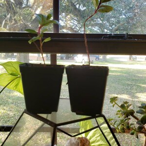 Organic Red PIGEON PEAS Gunga Pea 50 Seeds Cajanus Cajan Gandul Lazaro ...