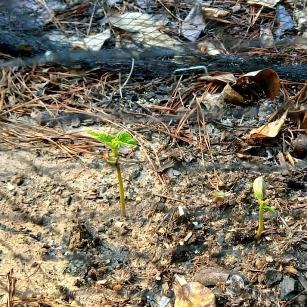 Mini Pumpkin Tree on a Stick / Ornamental Eggplant/ NON GMO Seeds - Etsy