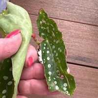 Live Angel Wing Begonia medora Starter Plant USA SELLER - Etsy