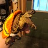 Safety Vest Crochet Costume for Turtle/tortoises - Etsy
