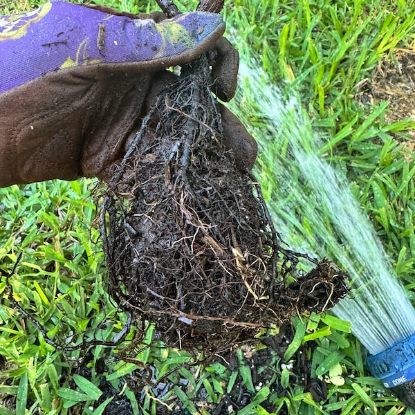 Rose “ausbite” English Climbing Rose Plant Ownroot - Etsy