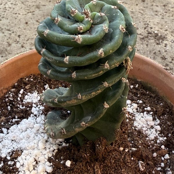 Spiral Cactus - Cereus Forbesii 'spiralis' - Twisted Rare Succulent ...