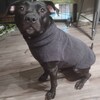 Dog Fleece Polo PDF Sewing Pattern Sizes XXS to 3XL 8 Sizes Instant ...