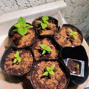 Korean Gochu Pepper Seeds - Etsy