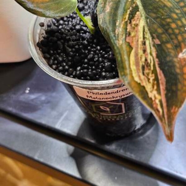 ADD ON - Heat Pack & Insulation for Plant Orders - Etsy