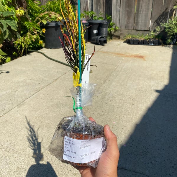 FIREBUSH Firefly Dwarf Scarlet Red Shrub Live Plant Orange Yellow ...