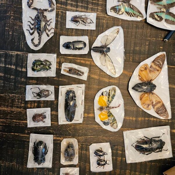 15 Real Assorted Beetles Bees Cicada Scorpion Butterfly Preserved ...