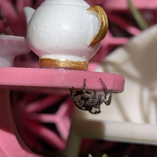 Pink and White Coffin Mini Jumping Spider Enclosure - Etsy