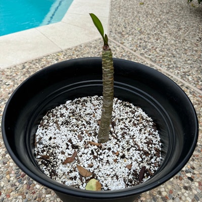 Sale Maui Hawaii Turmeric Olena 6pcs Either Grow It or Eat It : Organic ...