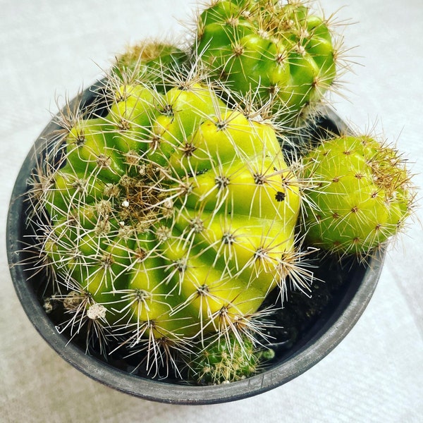 Golden Echinopsis Calochlora Cactus Rare Succulent Live Cacti Plant - Etsy