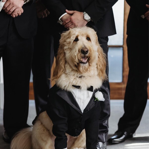 Dog Tuxedos All Sizes Made to Measure and Fully Lined - Etsy