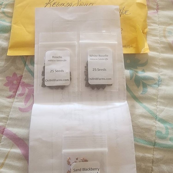 Shiny Blueberry 25 Seeds Vaccinium Myrsinites Organic & Non-gmo Florida ...