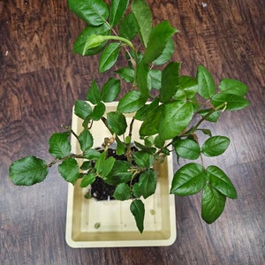 Rose Plant washitsu 和室 ジャパネスクモナムール - Etsy