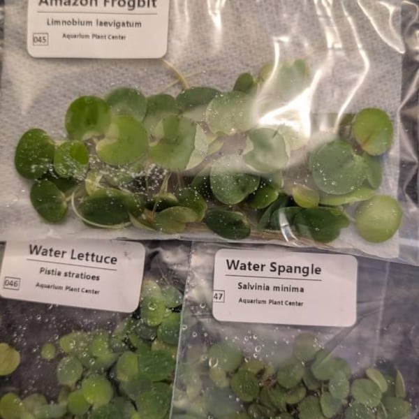 Floating Plant Package #1, Frogbit + Dwarf Water Lettuce + Water ...