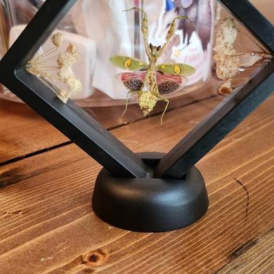 Real Framed Giant Actias Luna Moth 3D Floating Shadow Box Insect ...