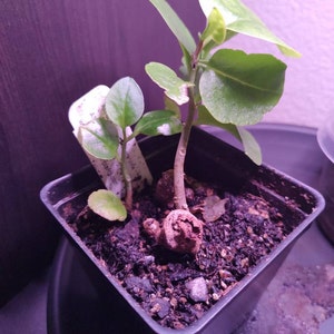 Cymbopogan Marinii Motia Palmarosa Grass Plant in 4 Inch Pot - Etsy