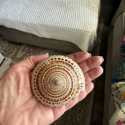 Starburst Carrier Shell stellaria Solaris for Coastal Home Decor ...