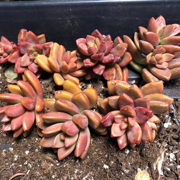 Live Succulent Arrangement in Two-tone Ceramic Bowl, Succulent Planter ...