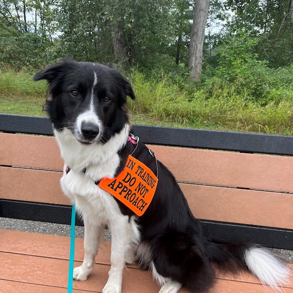 Vest (adjustable Size), "in Training Do Not Approach", Light Weight Sd ...
