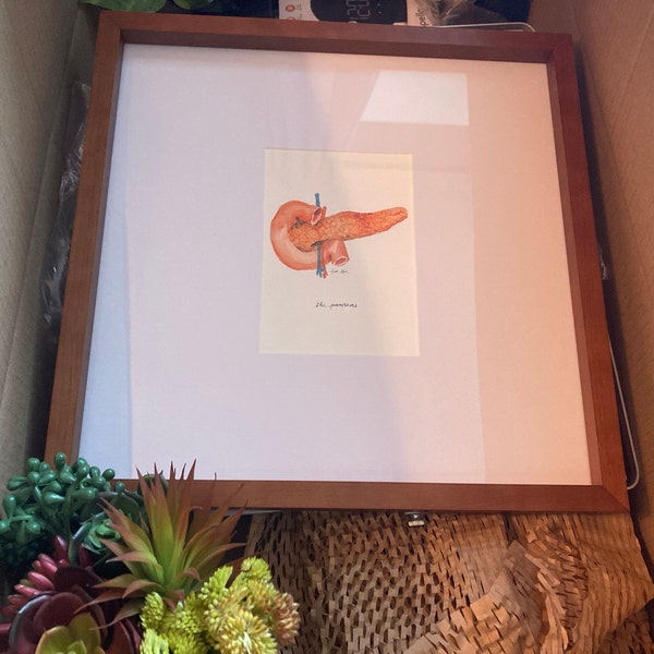 Pancreas Watercolor Print - Anatomical Pancreas Art - Anatomy Art - Etsy