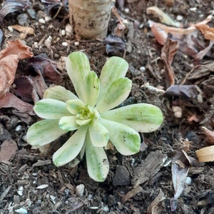 Sedum 'blue Spruce' / Stonecrop / Ground Cover / - Etsy