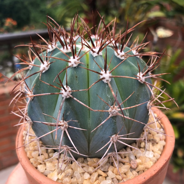 Blue Turk's Cap Cactus Melocactus Azureus - Etsy