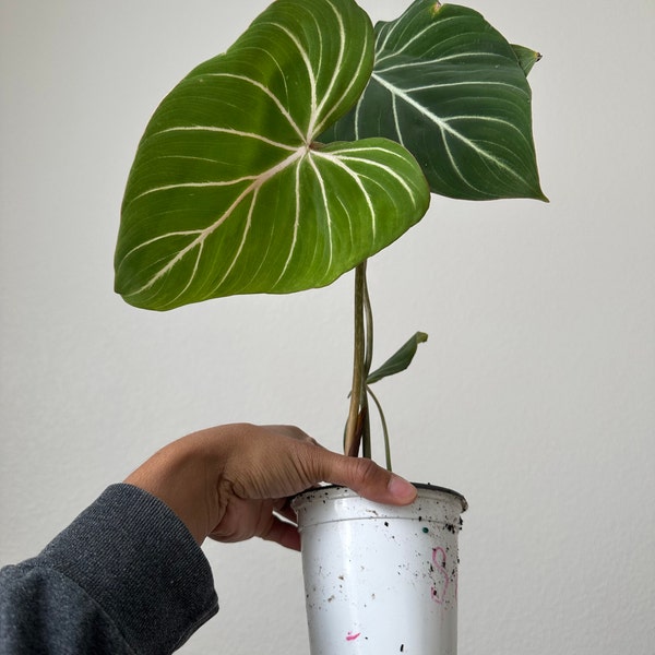 Philodendron Gloriosum Dark Form SMALL SIZE Growers Choice Free ...