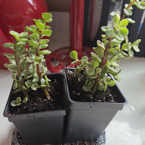 SUPER SALE Variegated Pink Elephant Bush Portulacaria Afra Variegata ...