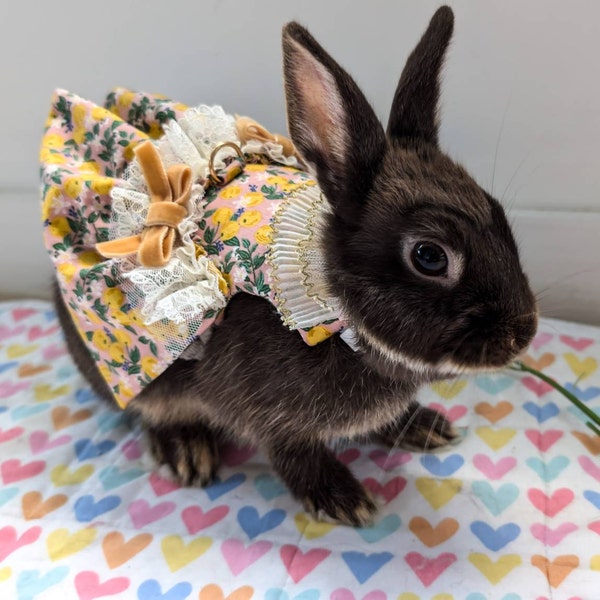 Autumn Ginkgo Wool Short Dress, Pet Bunny Dress/harness, Rabbit ...
