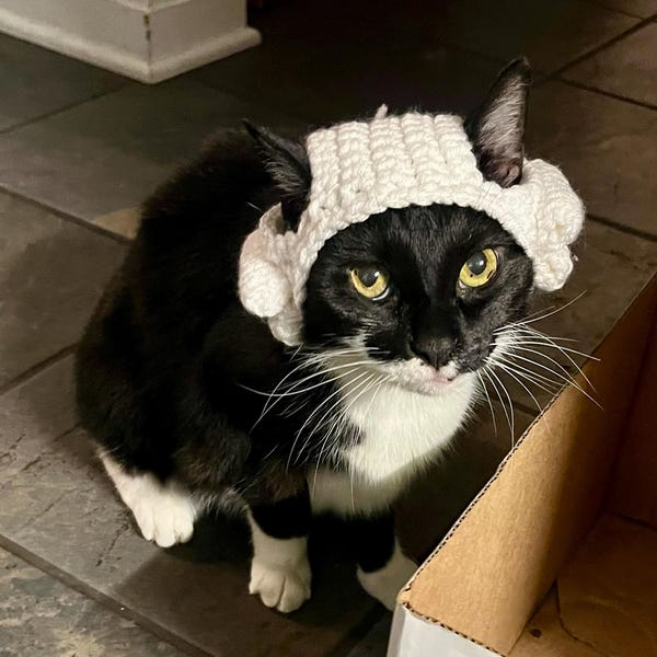 Powdered Wig, Hats for Cats, Barristers Wig, Judge Wig, Pet Costumes ...