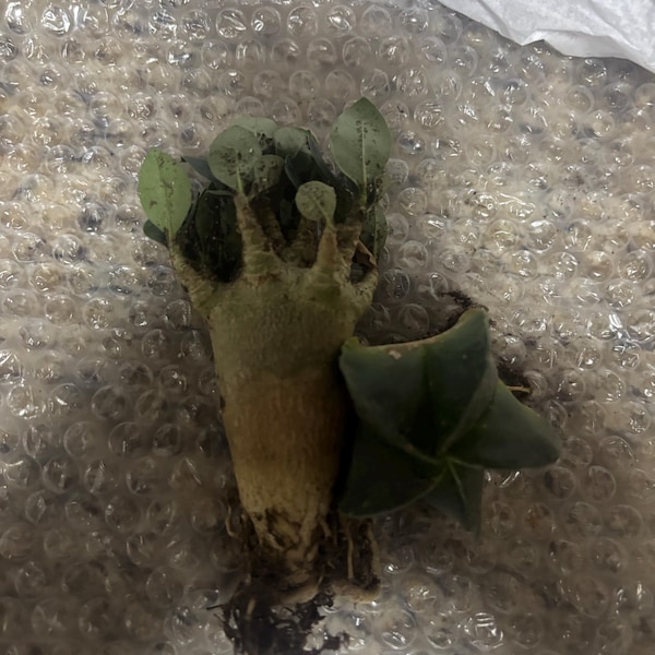 Rare Adenium Godzilla Caudex, Succulent for Your Collection - Etsy