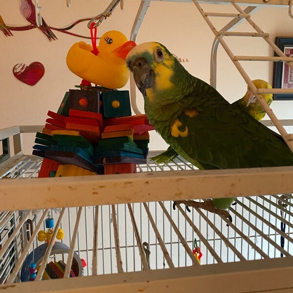 Sushi Roll: Bird Toy, Shreddable Toy, Parrot Toy, Foraging Parrot Toy ...