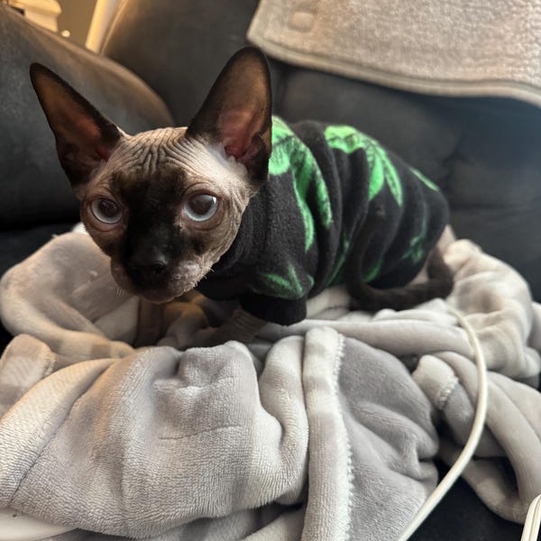 Snuggle Bed, Cat Sleep Sack, Snuggle Sack, Sleeping Bag, Pet Sleeping ...