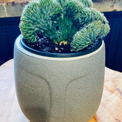 Dinosaur Back, Myrtillocactus Geometrizans F. Cristata, Cactus ...