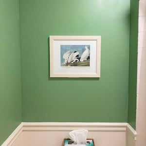 Parrot Fish Antique Print Illustration Vintage Poster | Etsy