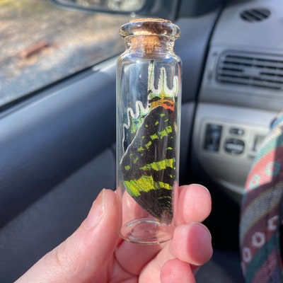 Lucky Real Butterfly & Moth Wings in a Glass Corked Jar, Insects, Lucky ...