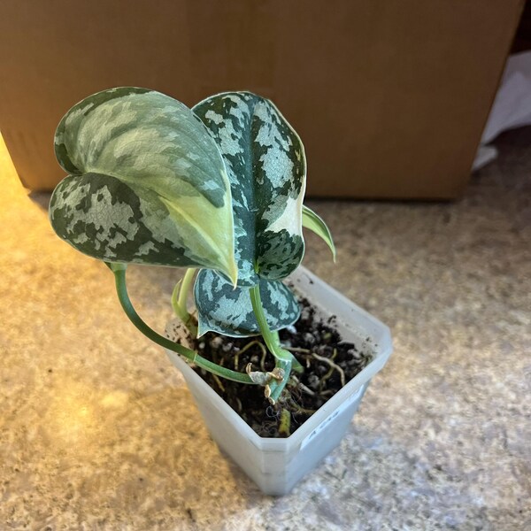 Teruno Fanfare Epipremnum Aureum Pothos japan Rooted Starter Plant - Etsy