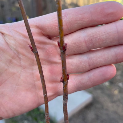 5 Red Maple Bare Root acer Rubrum - Etsy