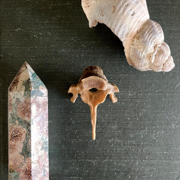 Mystery Tooth Specimen in Glass Vial, Real Teeth, Natural History ...