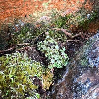 2 Pack Pixie Cup Live Lichen Moss for Terrariums Fairy Gardens Bonsai ...