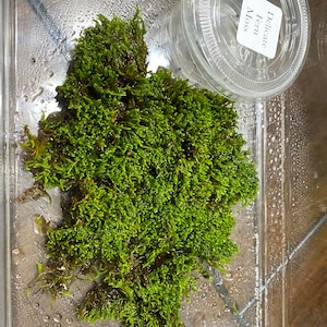 Star Moss Tortula Ruralis - Etsy