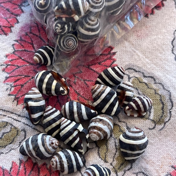 Tiny Beehive Shells 1/4-1/2" [10/20/50/100], Black & White Striped ...