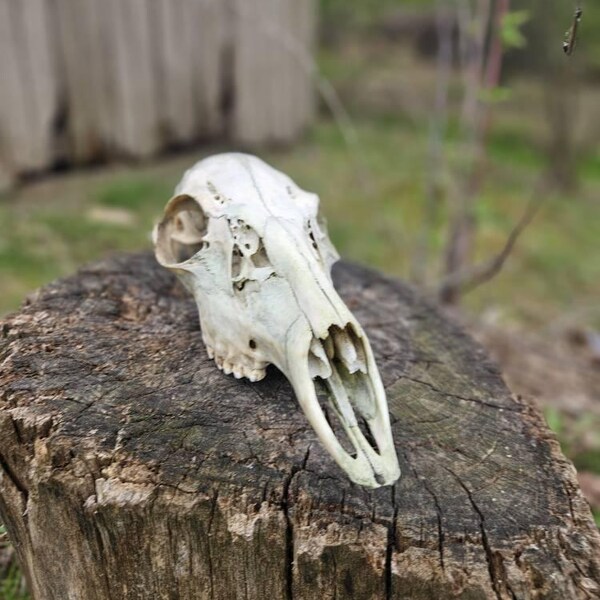 Made to Order : Primitive Sigil Deer Jawbone Ritual Knife - Etsy