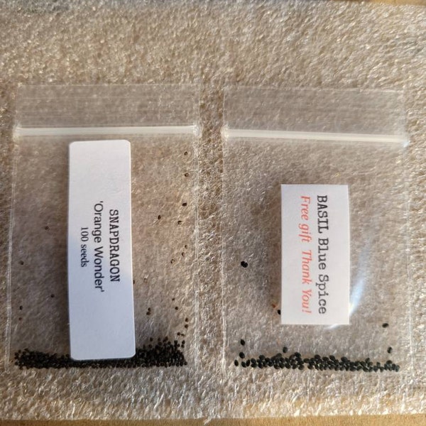 Lavender, Spanish SEEDS 50 Seeds - Etsy