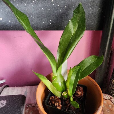 Onc. Sharry Baby RED FANTASY Frangrance Live Plant 3 Pot. Great ...