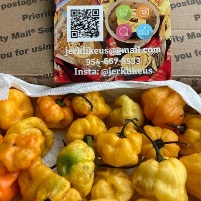 Whole Fresh Scotch Bonnet Peppers. Fresh Pods of Genuine Scotch Bonnets ...