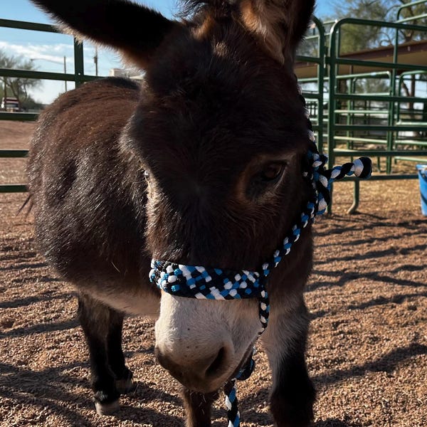 4-knot Rope Halter Only - Assorted Colors - Newborn/foal/mini/yearling ...