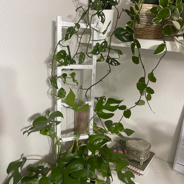 Custom Color Wood Trellis for Indoor Plants, Ladder for Climbing Plants ...