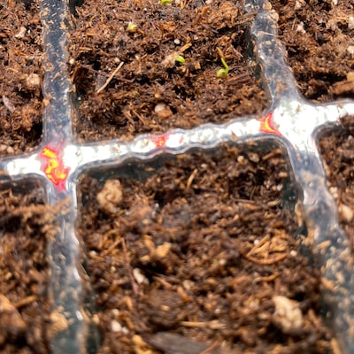 Billy Button Seeds, Craspedia, Billy Balls, Craspedia Globosa CD0150 - Etsy