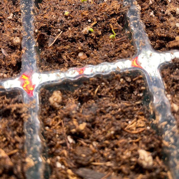 Billy Button Seeds, Craspedia, Billy Balls, Craspedia Globosa CD0150 - Etsy